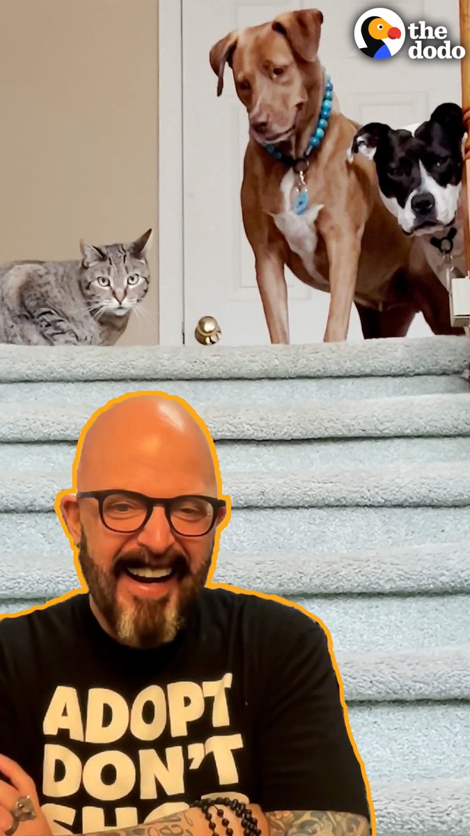 Cat expert explains why cats do the most cat things... wait for the ...