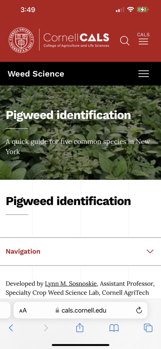Rodrigo Werle on Twitter: "RT @LynnSosnoskie: Pigweed ID website: https://cals.cornell.edu/weed ...