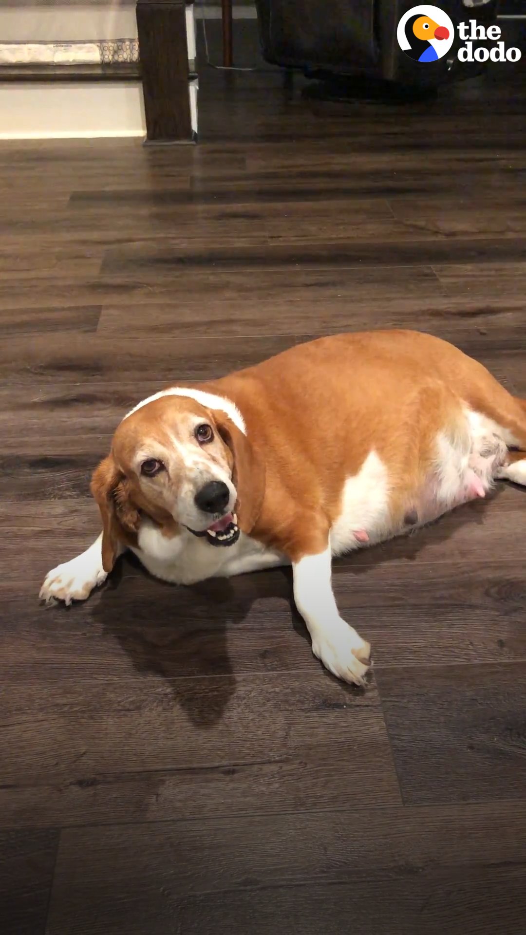 Basset Hound Corgi Beagle Mix