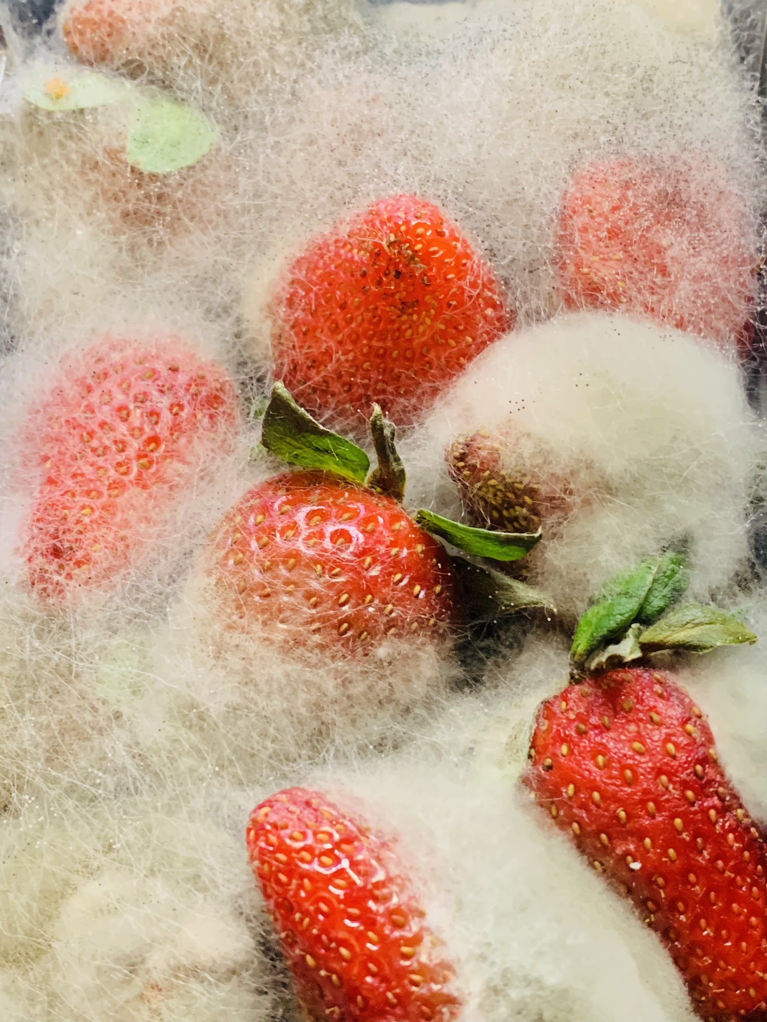 Moldy Strawberries