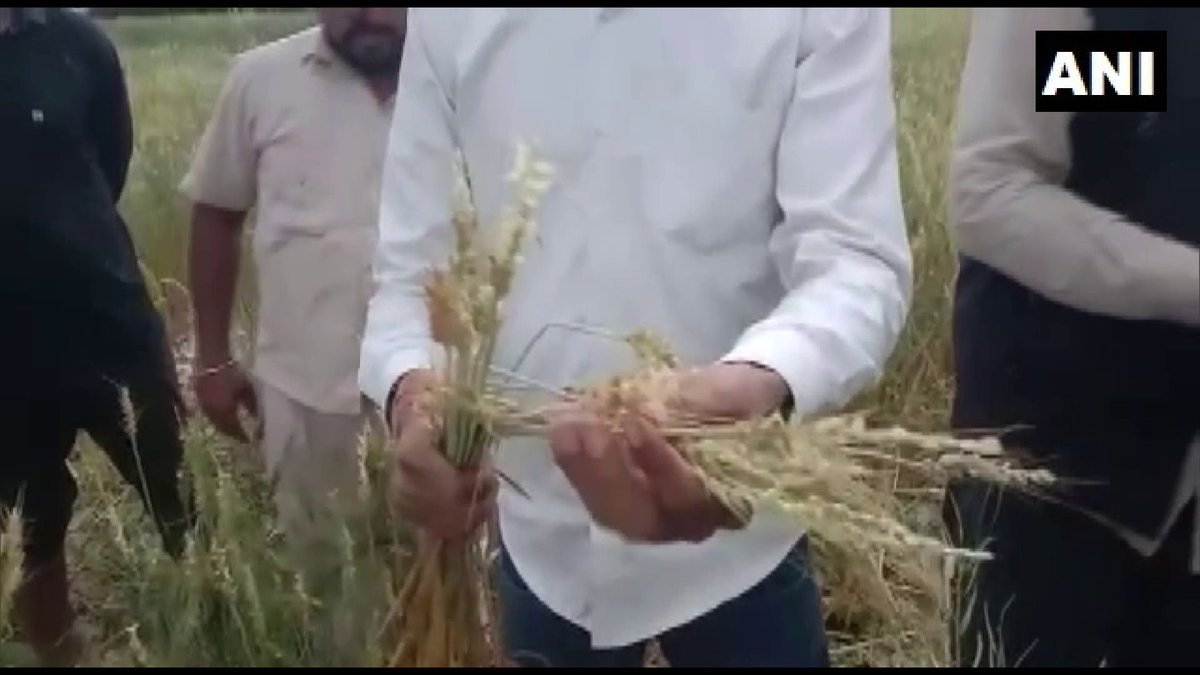 ANI UP/Uttarakhand on Twitter: "Lalitpur, UP | Farmers say their crops have suffered damage due ...