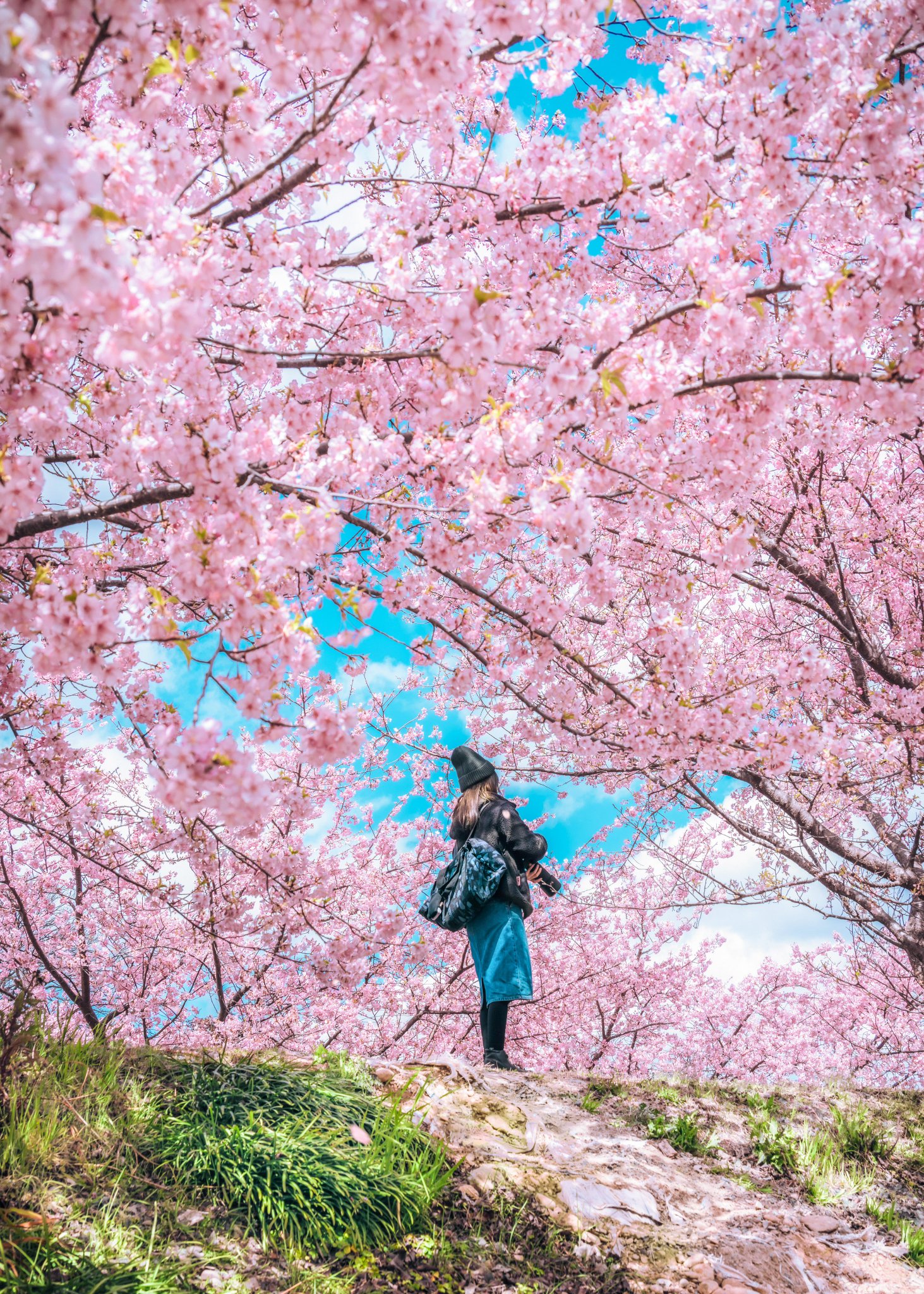 Kanata on Twitter: "空と心までも埋め尽くす浜松の桜。 https://t.co/WDCRqcVjHI" / Twitter