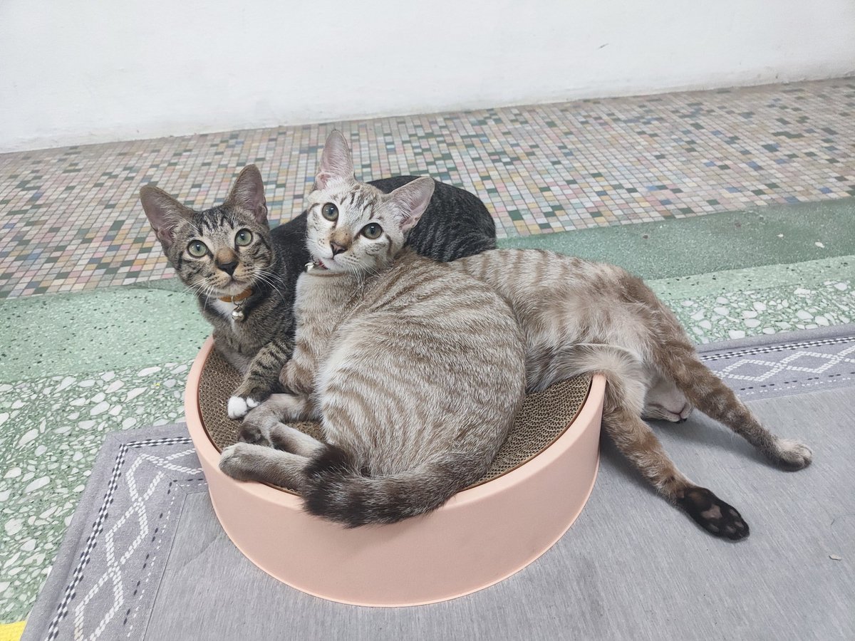 ブキビンタンの宿管理人🇲🇾🏠🐈(@kl_cube) - Twilog (ツイログ)