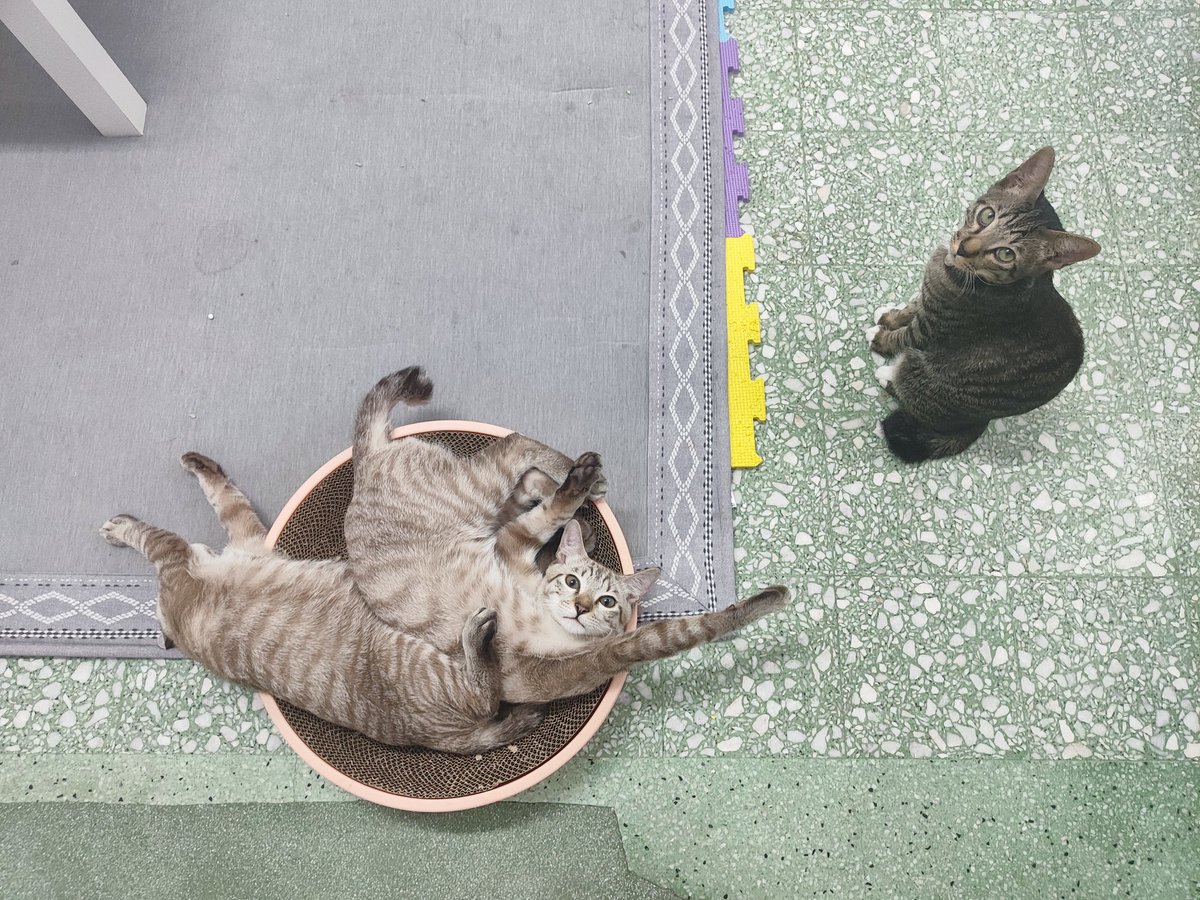 ブキビンタンの宿管理人🇲🇾🏠🐈(@kl_cube) - Twilog (ツイログ)