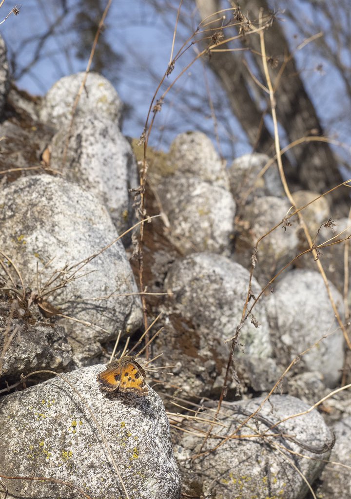 syakuga @写真展終了(@Lotus_87s) - Twilog