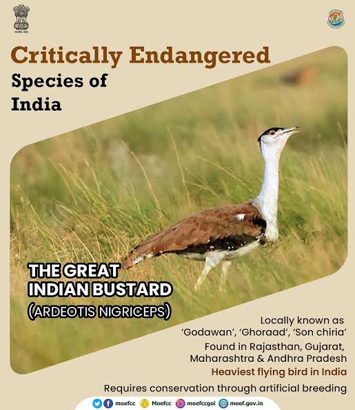 Endangered Indian Birds