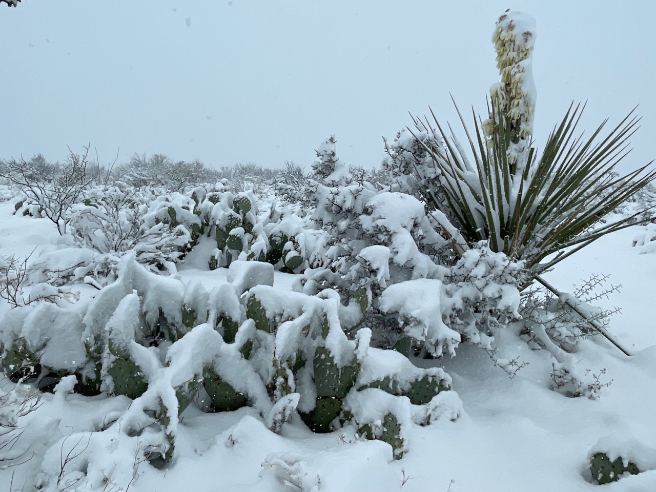 Cold Desert Plants