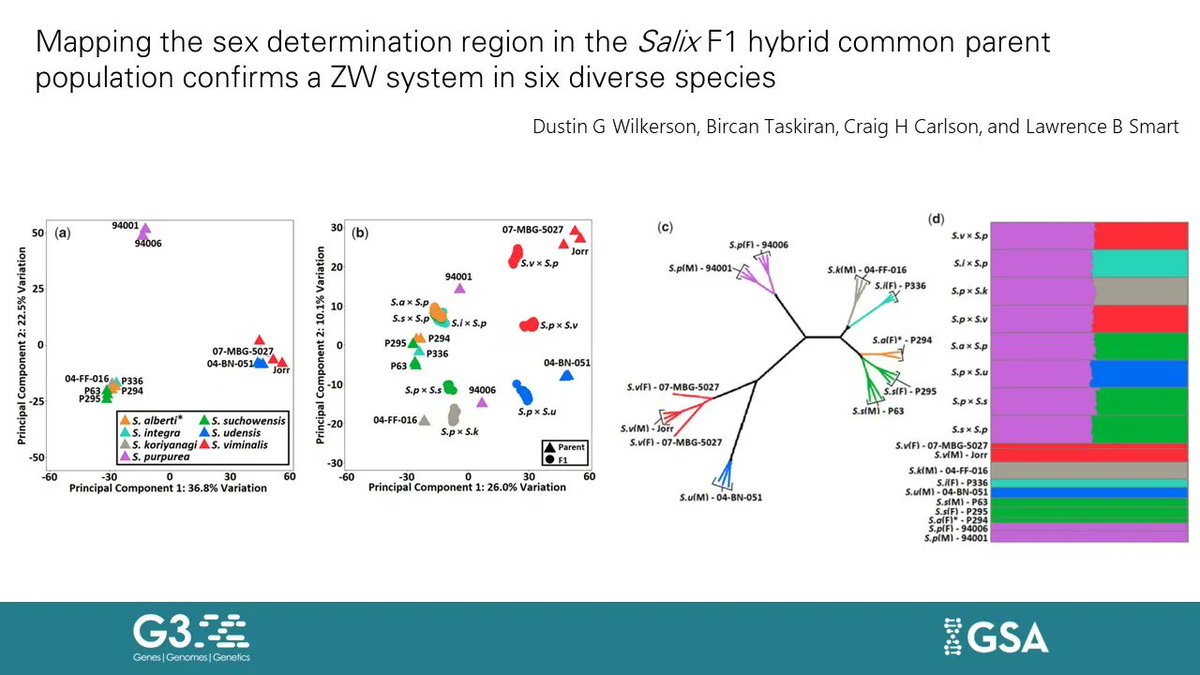 Genetics Society Of America On Twitter Wilkerson Et Al Introduce An