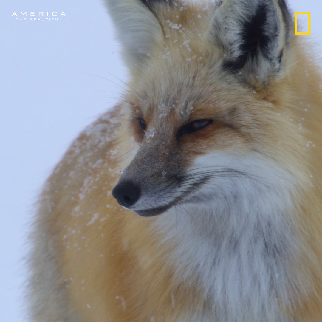 Beautiful Red Fox Eyes