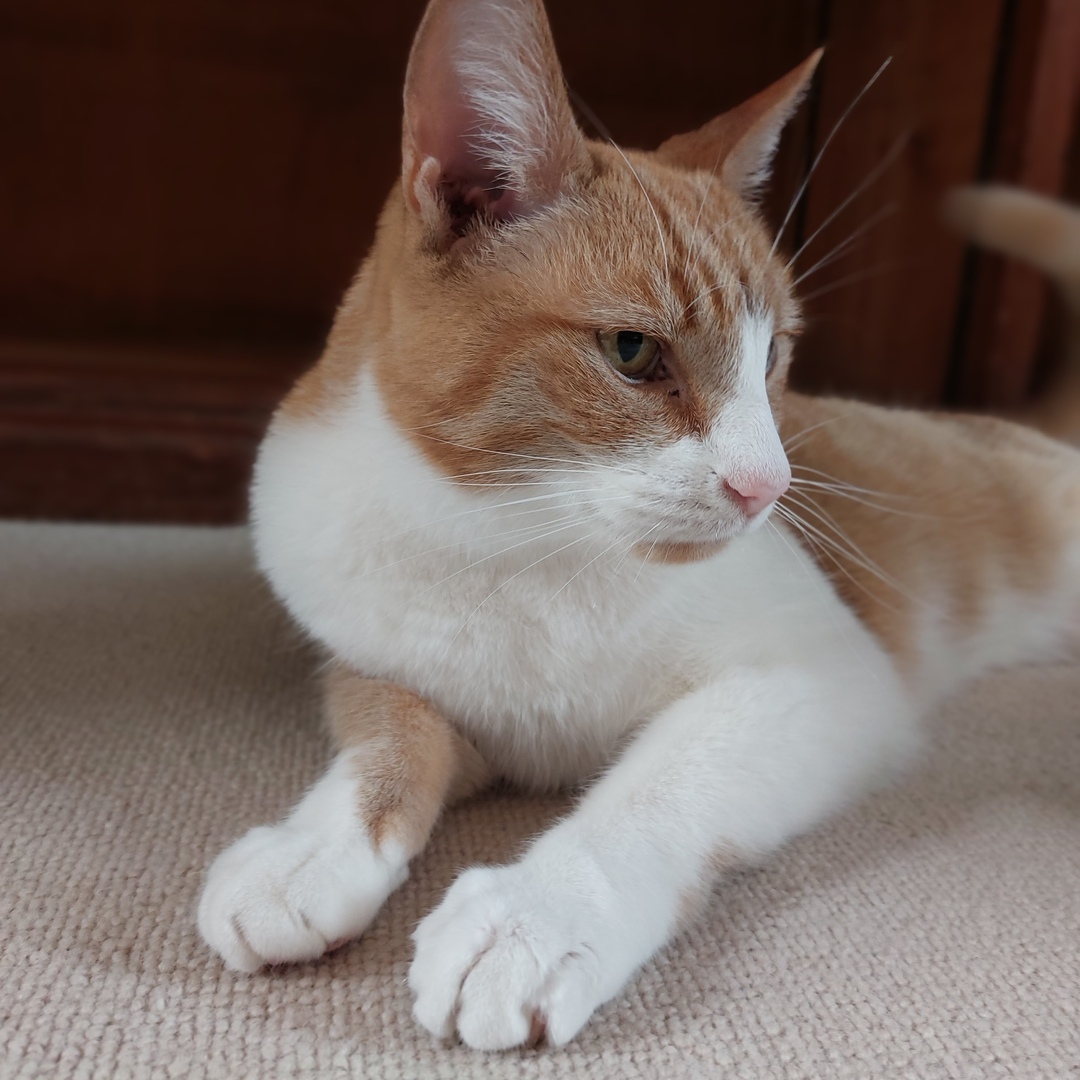 Trinity Hall on Twitter: "Meet Silly the Cat. He’s the Master’s Cat and has made himself at home ...