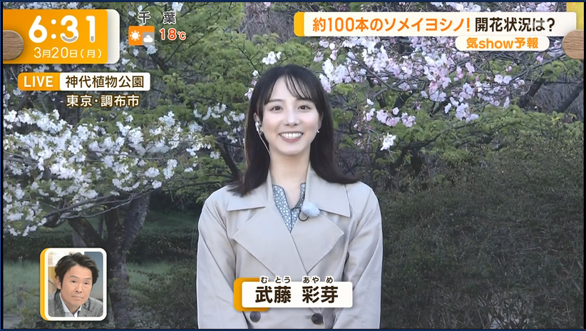 tvmaniaZERO on Twitter: "2023/03/20 #グッドモーニング #武藤彩芽 さんが調布市 神代植物公園から中継 約100本のソメイヨシノ！開花状況は？ https ...