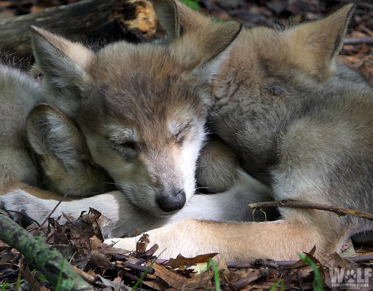 Sleeping Baby Wolves