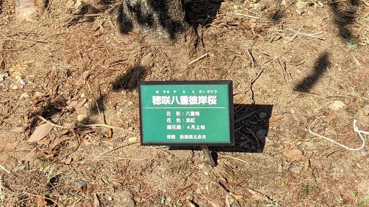 逆名🌈🕊️🏳️⚧️ On Twitter さ、さ咲いてる八重彼岸だけどいやでもこの木毎年どちらかというと遅くなかったかな!?ソメイヨシノの後に咲いてた気がするけど