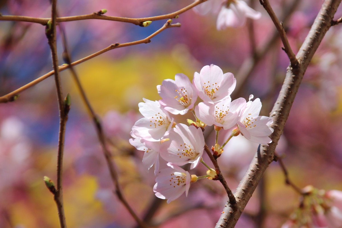 本庄敦(@atsu_hon) - Twilog (ツイログ)