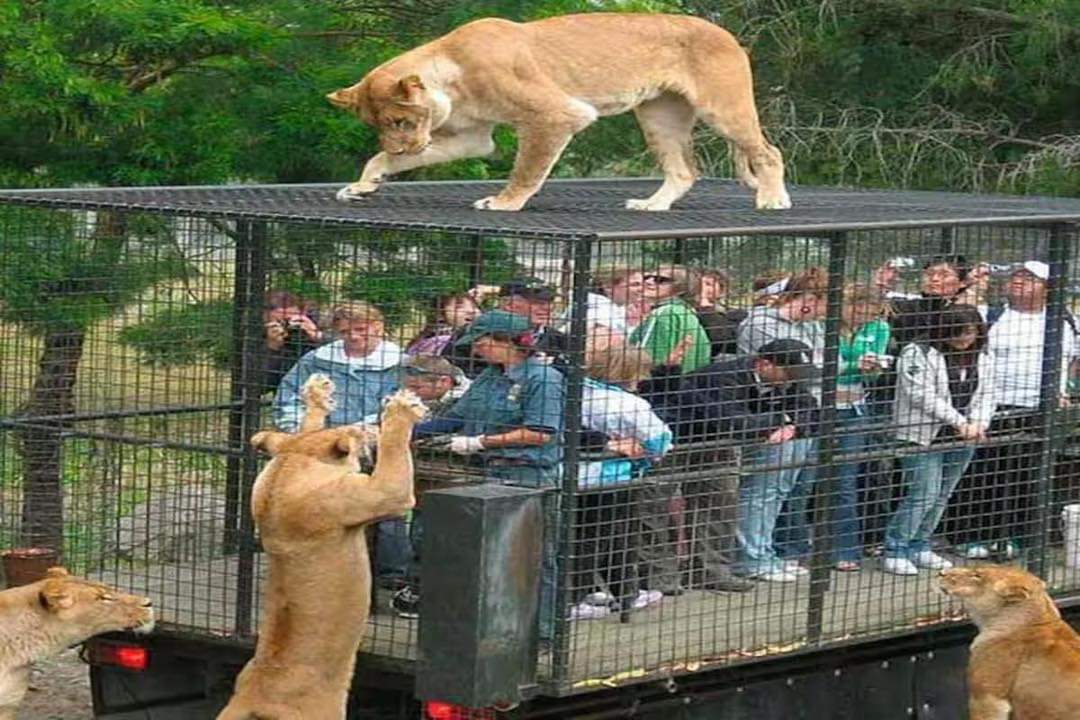 Blinded by the Light💥 on Twitter: "RT @kyletrentt: Reverse Zoo in China 🇨🇳, where the visitors ...