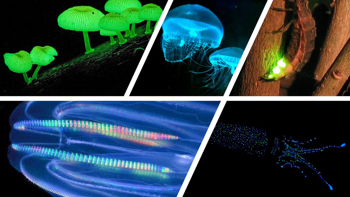 Science! on Twitter: "Bioluminescence is the ability of certain ...