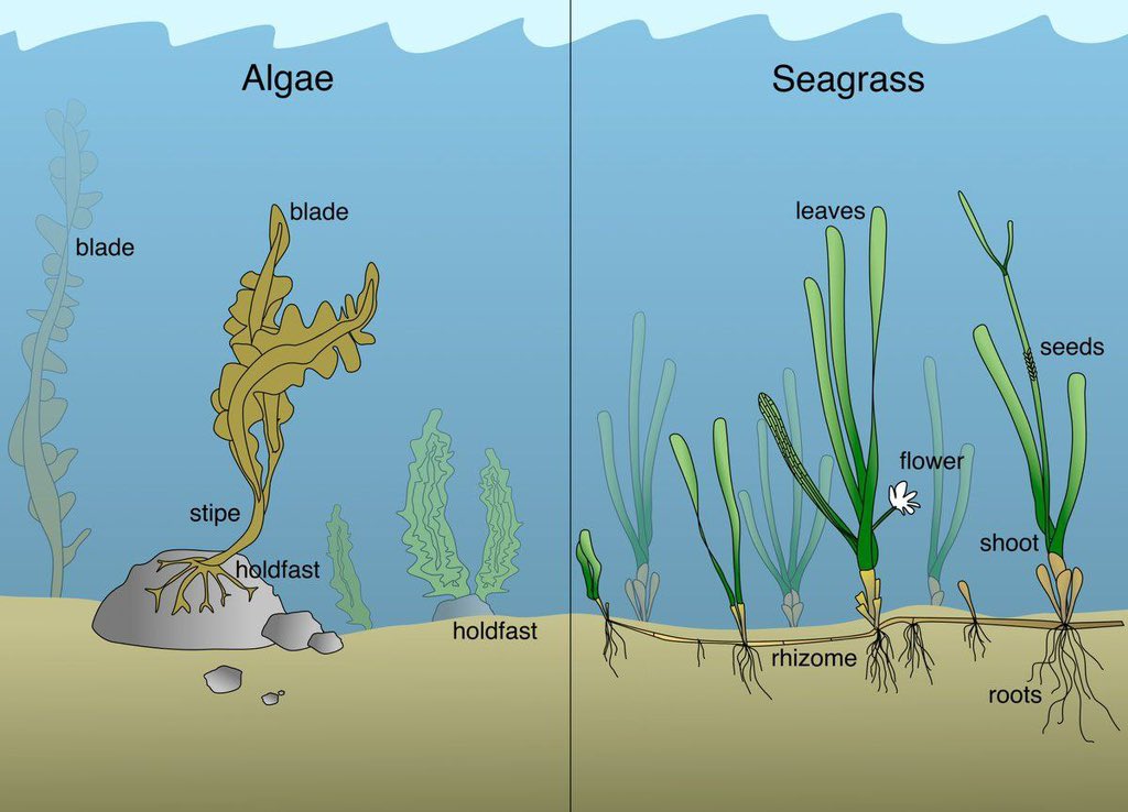 Upsc Notes On Twitter Sea Grass ️ Sea Grasses Are Angiosperms Marine Flowering Plants That