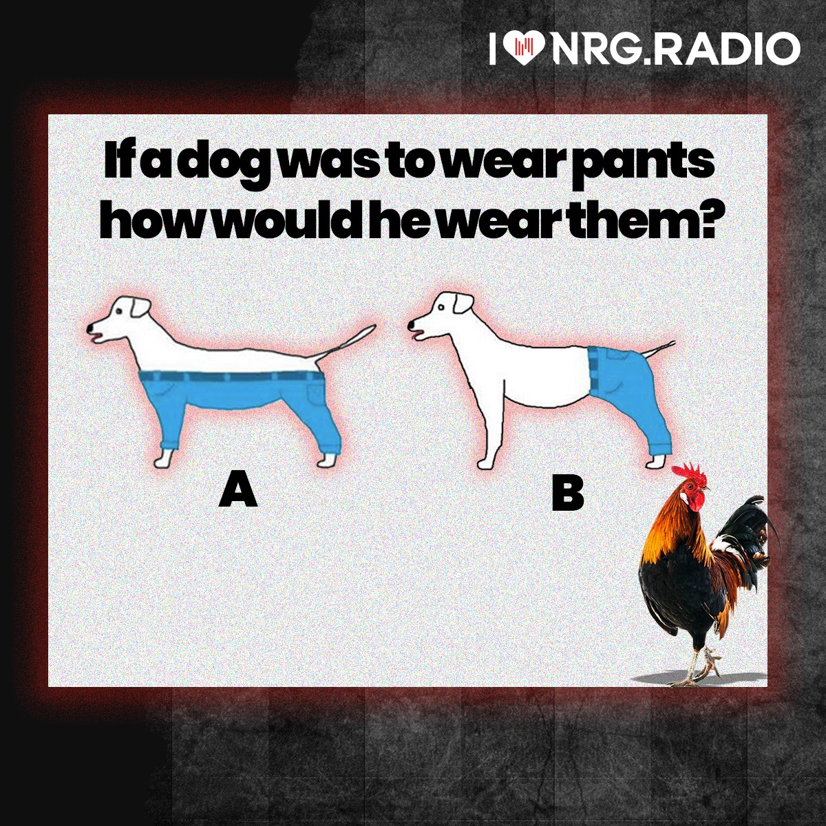 Dog Pants Memes If A Dog Wore Pants Funny Post Imgur