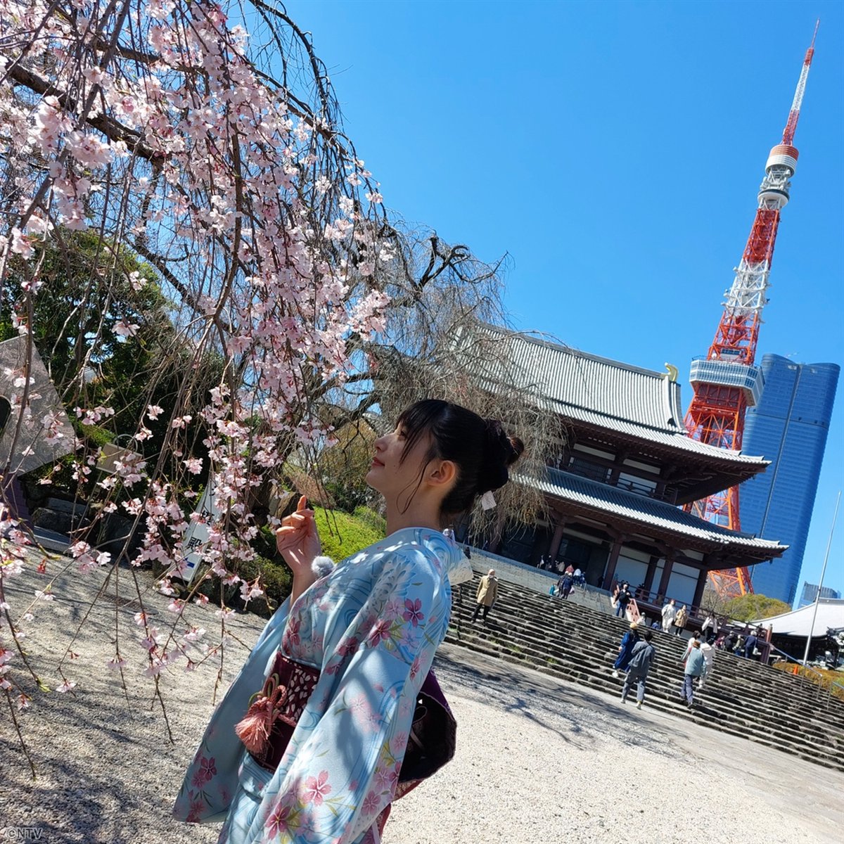 Zip 【公式】┃キャンペーン実施中🎁 On Twitter 明日の キテルネ!はいよいよ桜の満開間近🌸 「最新お花見ツアープラン」 優雅なお茶会から着物でフォトジェニックなプラン