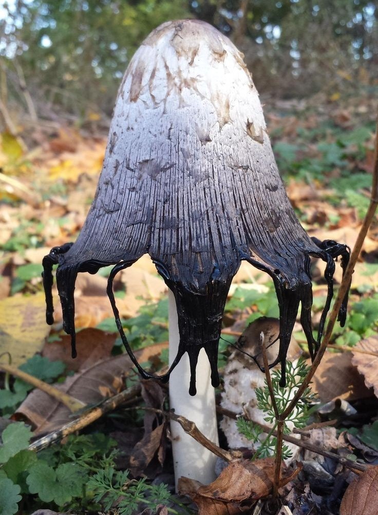 chrizz on Twitter: "https://t.co/Wazv81frTc" / Twitter