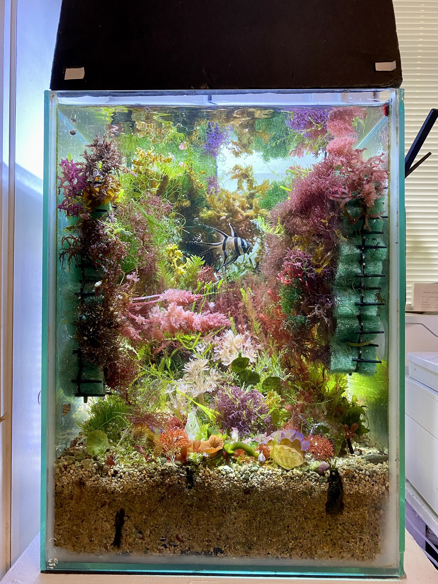 SONOアクアプランツファーム on Twitter: "@MFune2005 @gex_aquarium この水槽は底面フィルター（パワーヘッド稼働）です。 メリット ①濾過能力が高い ② ...