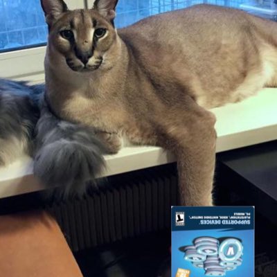 19 dollar floppa on Twitter: "#NewProfilePic"