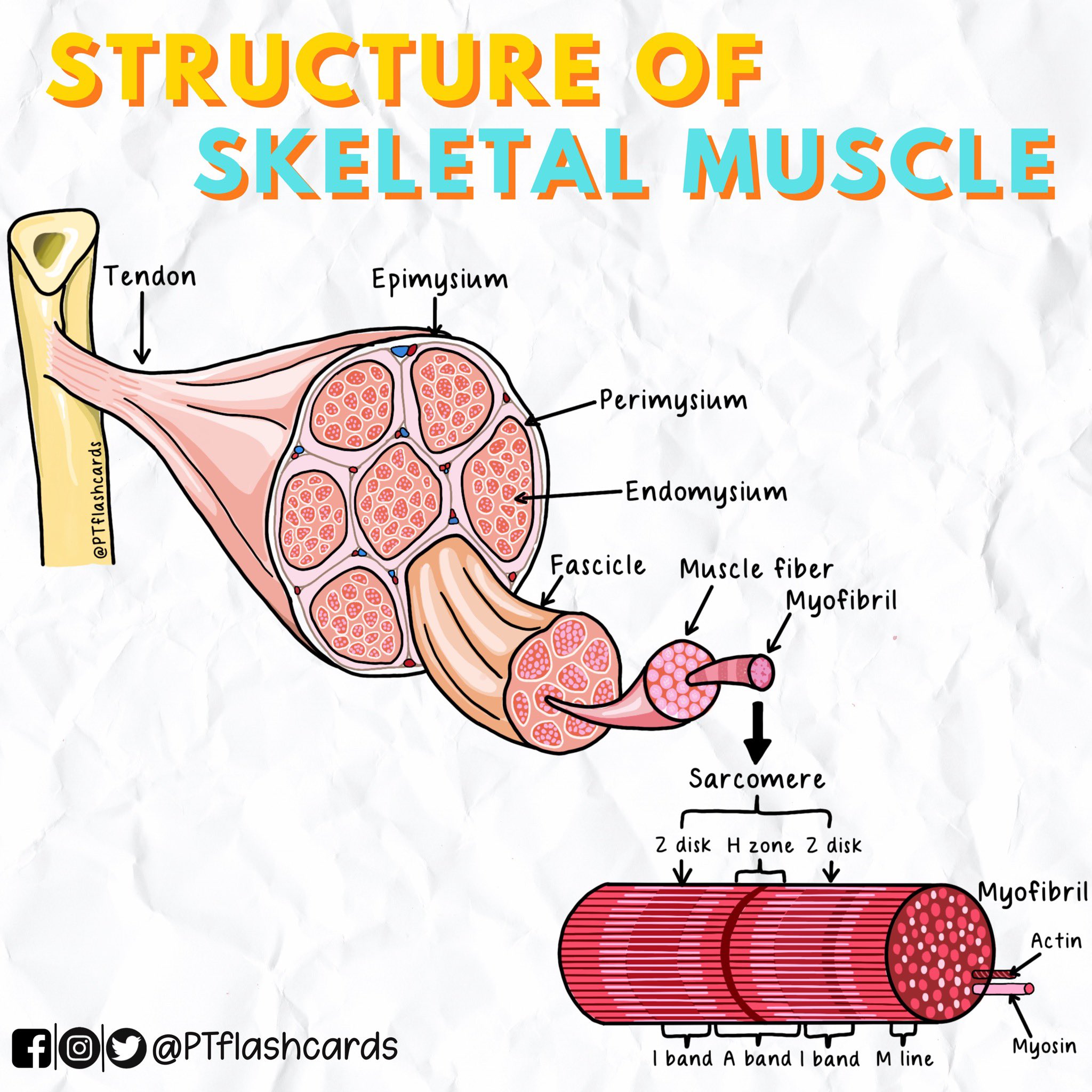 Structure Of Skeletal Muscle Fiber
