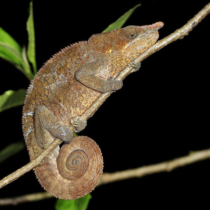 Ed Lamon on Twitter: "Male Blue-Legged Chameleon (Calumma Crypticum) in Ranomafana National Park ...