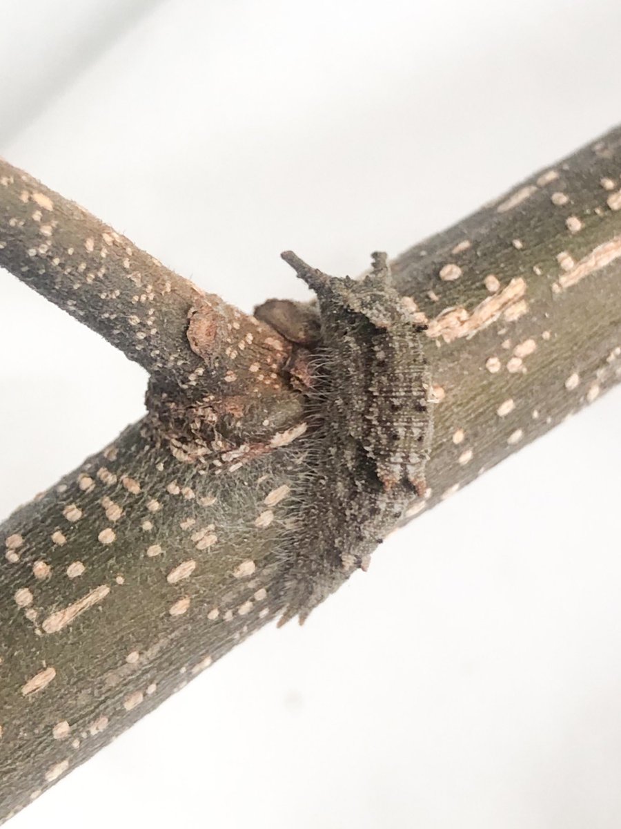 syakuga 🦋個展3/1-10 @安曇野(@Lotus_87s) - Twilog (ツイログ)