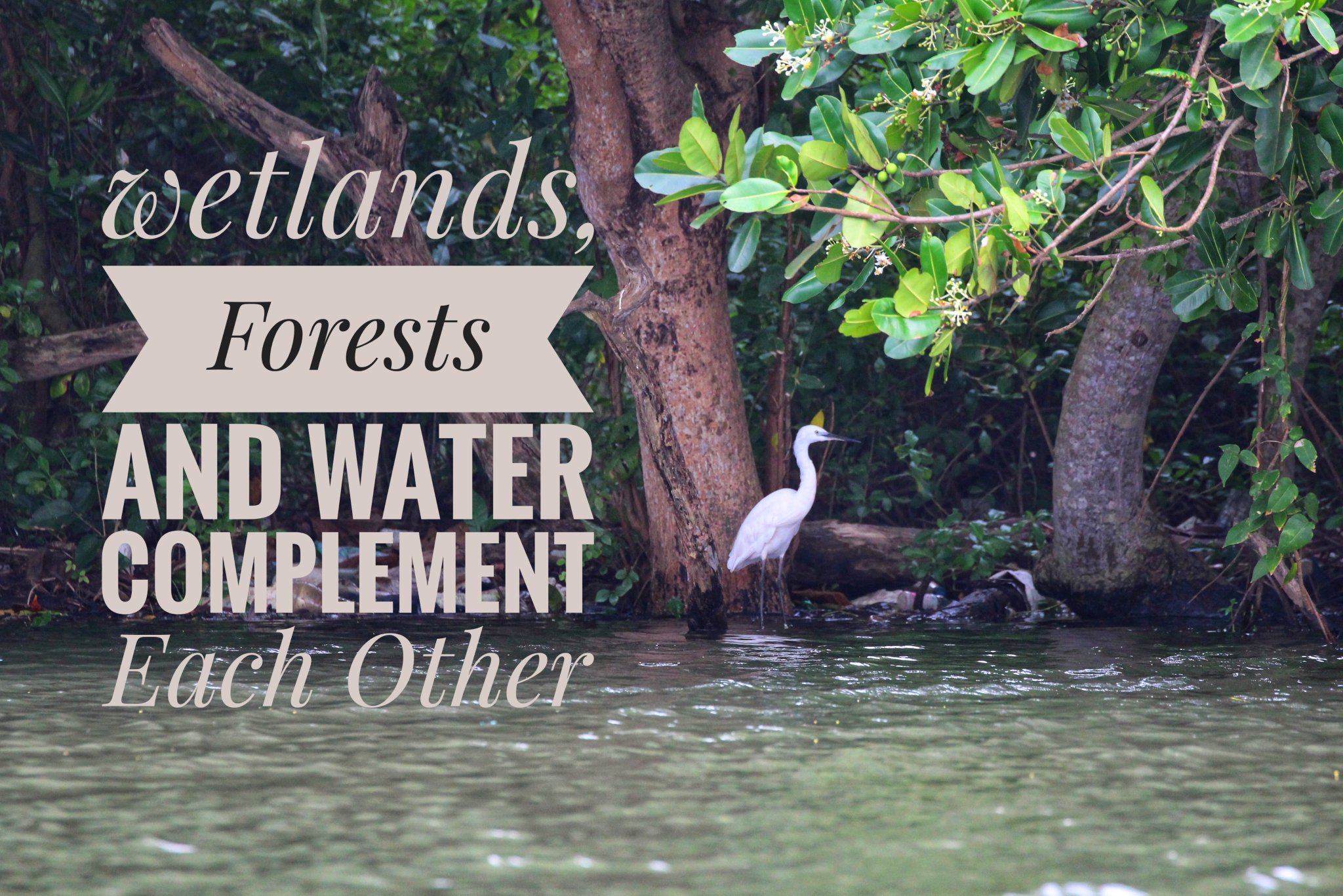 Wetlands International South Asia on Twitter: "Wetlands store and ...