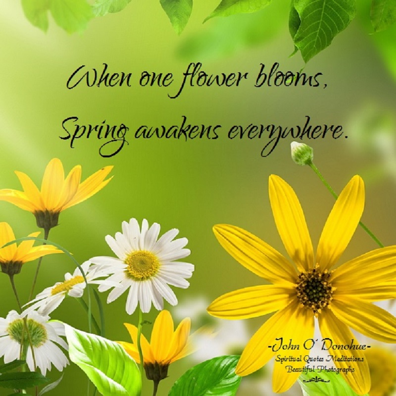 Inspiration by John on Twitter: "When one flower blooms , Spring ...