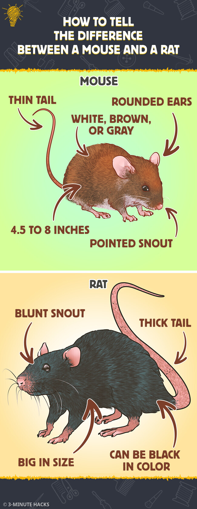Rats And Mice Difference