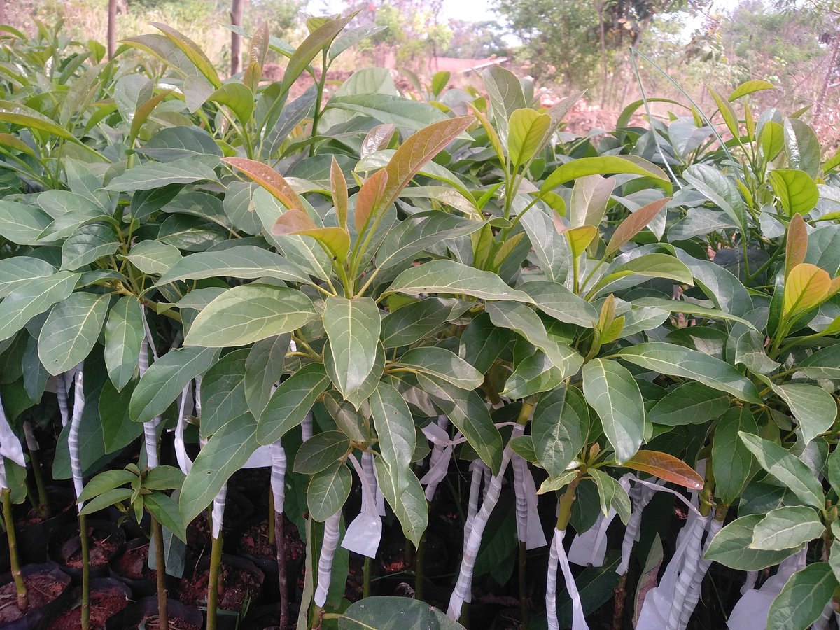 FARM LESSON: GRAFTING (Definition, Process and Advantages of Grafting ...