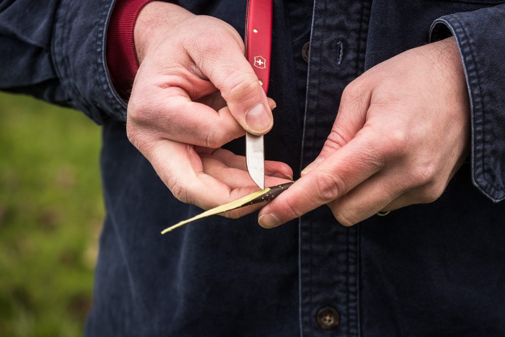 FARM LESSON: GRAFTING (Definition, Process and Advantages of Grafting ...