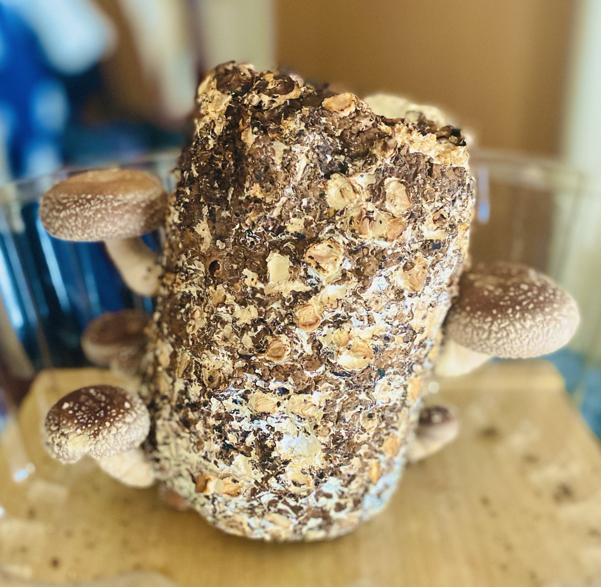 みっけ(@kkk_ekmm) - Twilog (ツイログ)