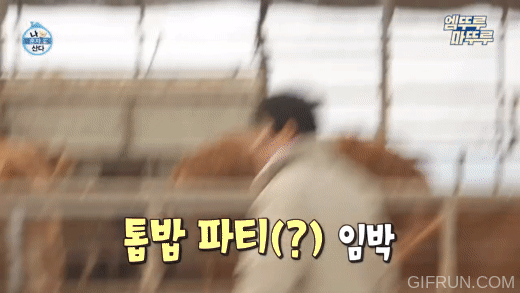 instiz on Twitter: "축사에 톱밥 새로 깔아줬을 뿐인데, 좋아서 날뛰는 소들..jpgif (링크에 더있어요👉) https://instiz.net/pt/7348442"