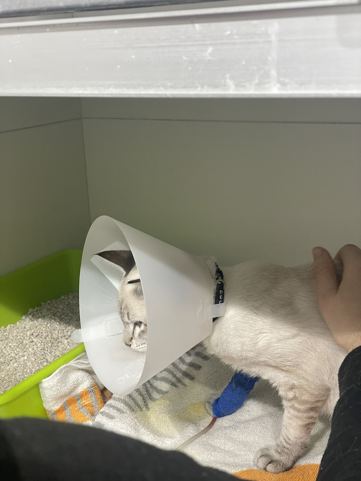 Robert on Twitter: "Así estaba nuestro pequeño cuando fuimos a verlo https://t.co/ZceekUD83i ...