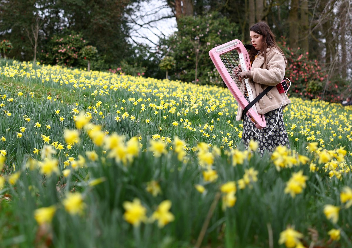 Rappler on Twitter: "People visit the Cholmondeley Castle in the one million daffodil gardens ...