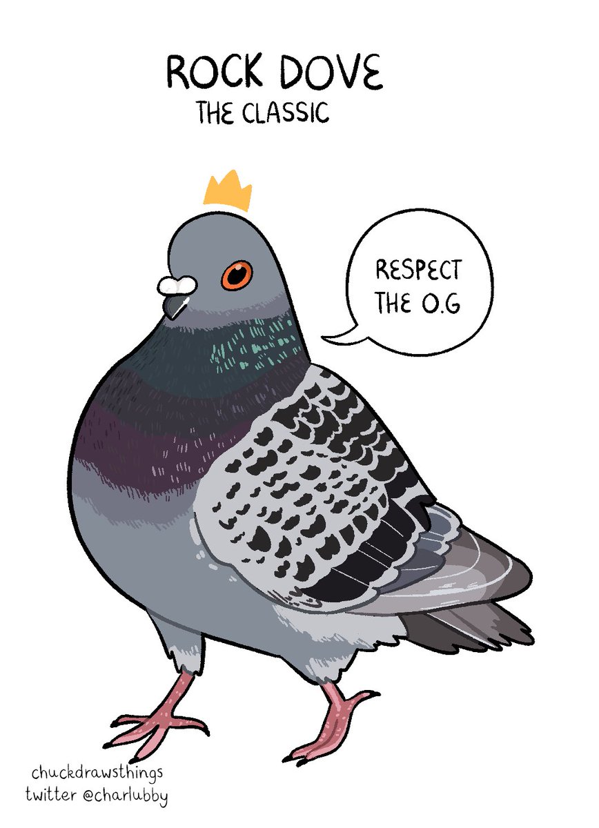 「working on a zine of pigeon breeds, here's some friends so f」chuck 💐🐦の漫画