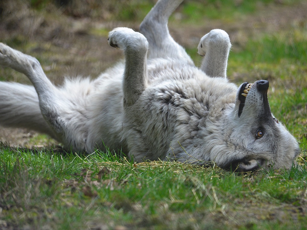 Wolf Rolling