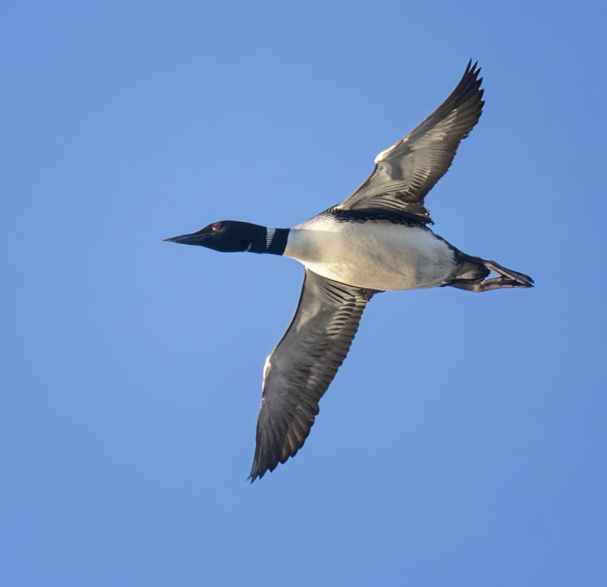 Common Loon Flying