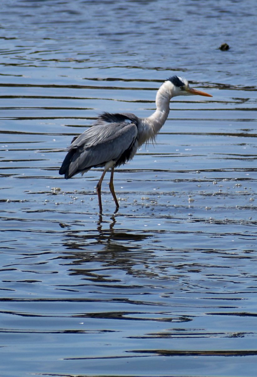 ko(@ko_viv) - Twilog (ツイログ)