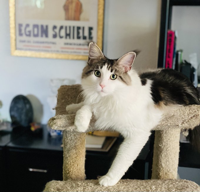 TW Pornstars - Dana Vespoli. Pictures and videos from Twitter. Page 12