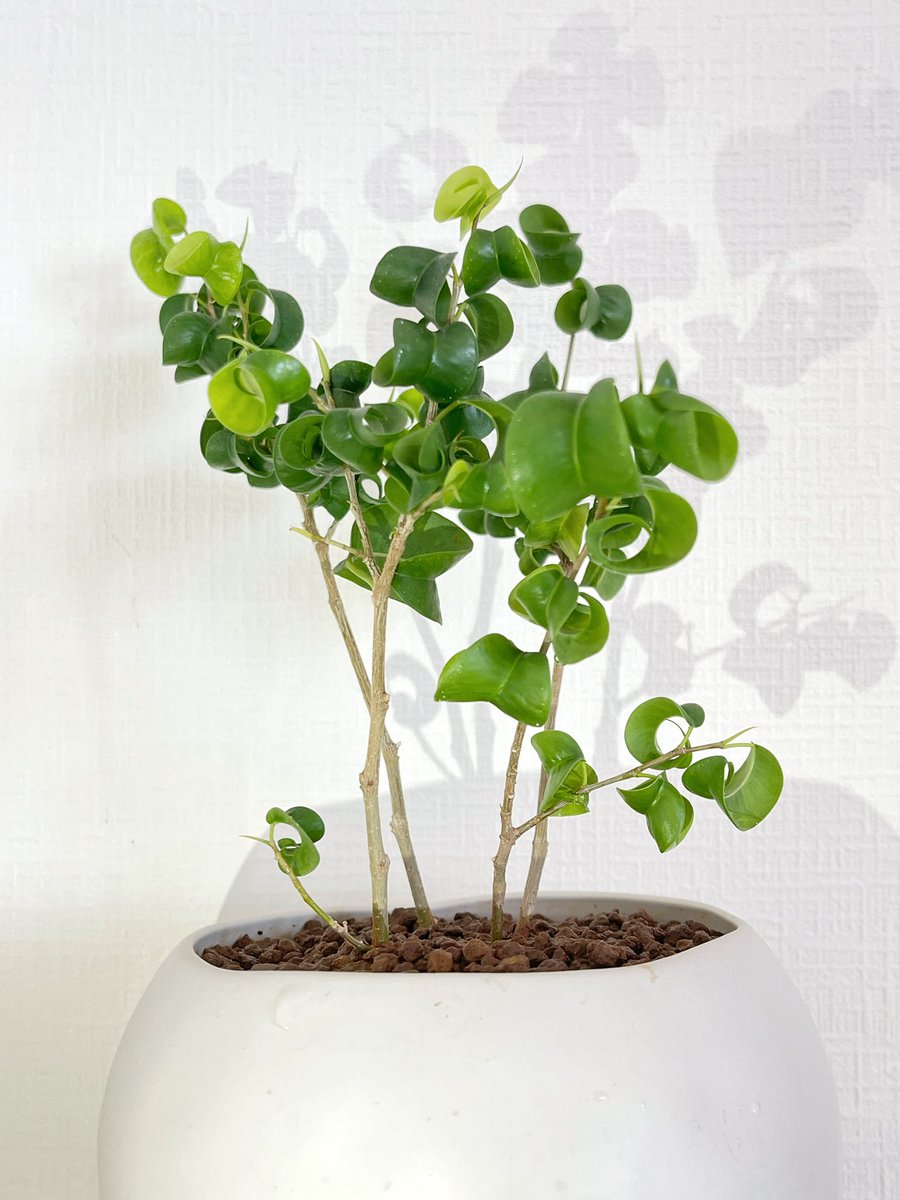 Cocoboro(@cocoboro) - Twilog