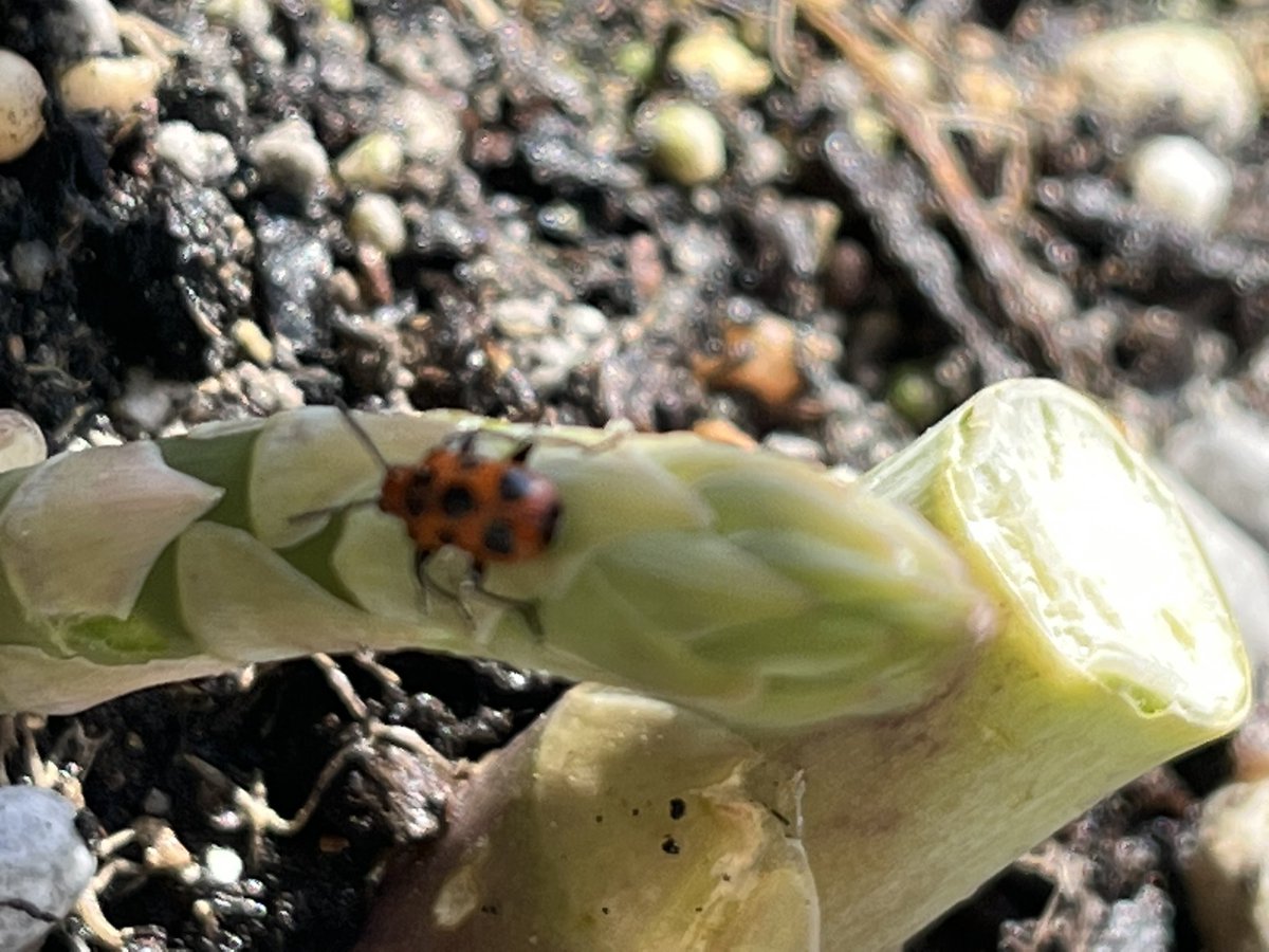 ぼんじん🍥(@Bonezine) - Twilog