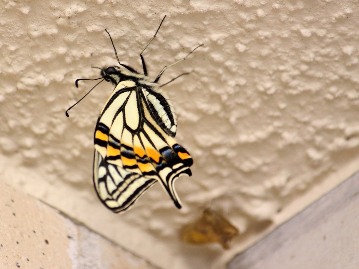 Jun & Ridge(@SystemJun) - Twilog