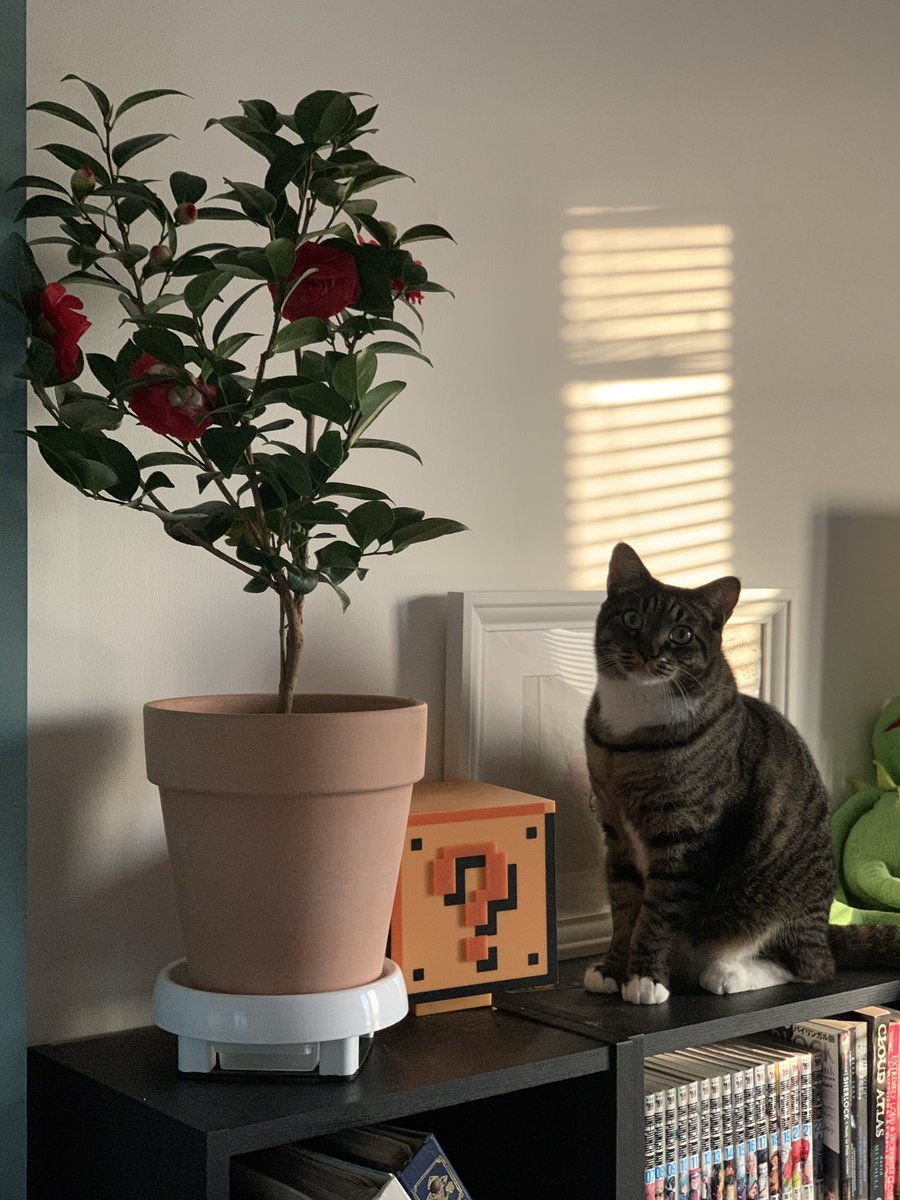 이장르저장르유저 on Twitter: "RT @epicerie_jw: 늦었지만 식목일 이벤트를 해볼까요! 지금 이 트윗에 인용으로 집에서 키우고있는 목본류 식물을 자랑해 ...