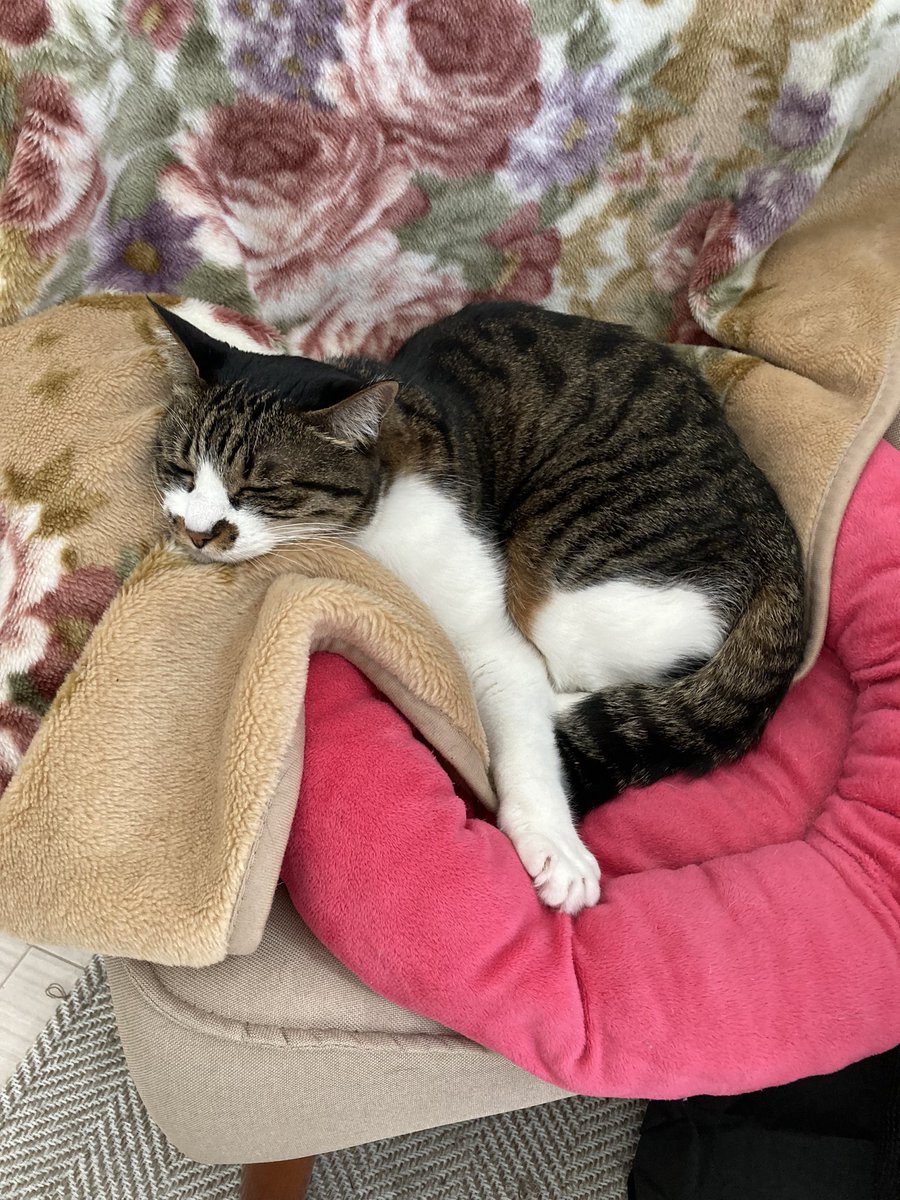 S-T-K(@sakebu_kemono) - Twilog (ツイログ)