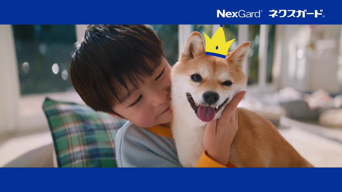 動画NOW on Twitter: "日本全薬工業 ネクスガード のCM 2023年 「ドッグファースト」篇 https://douganow.jp/archives ...