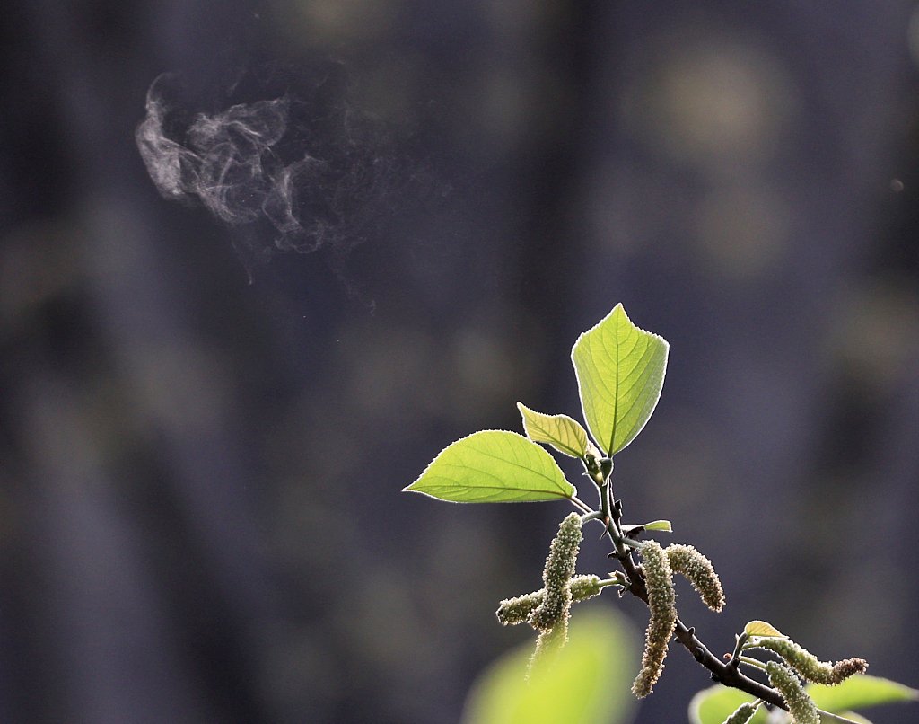 Photos taken in a garden show the phenomenon of pollen dispersal on a ...